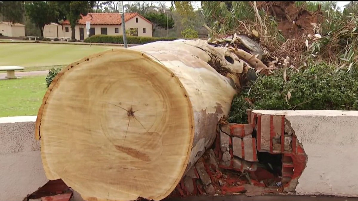 Crews Still Cleaning Up Toppled Trees in Balboa Park – NBC 7 San Diego