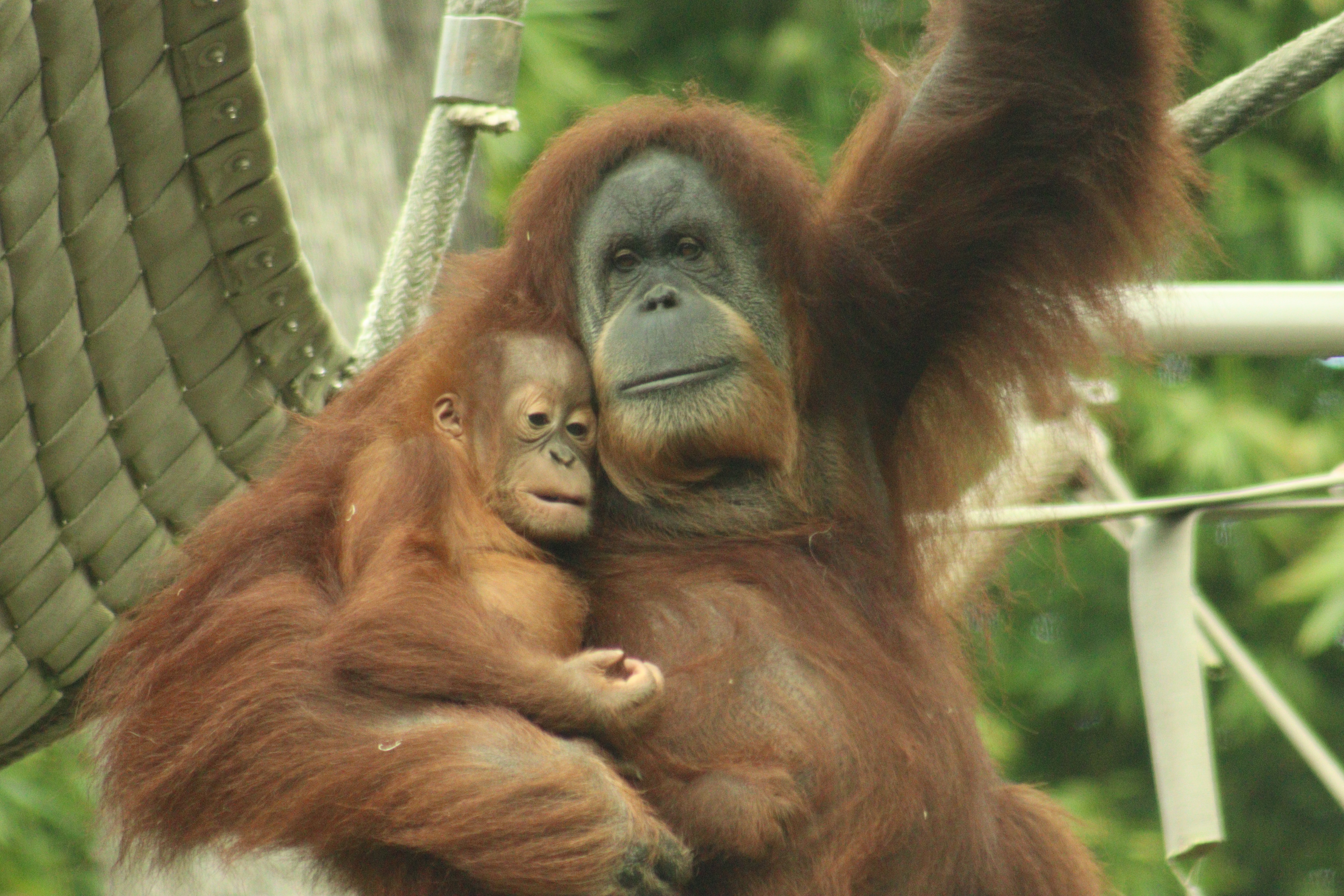 OhmygodheisSOOOOOOOCute! San Diego Zoo’s Baby Orangutan Kaja Turns 1 – NBC 7 San Diego