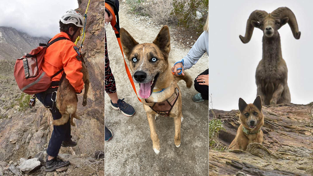 Climbers Rescue Dog Who Chased Big Horn Sheep Up Cliff in Palm Springs ...