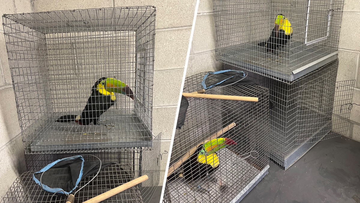 Live Toucans Wrapped in Stockings Seized by Border Patrol at Otay Mesa ...