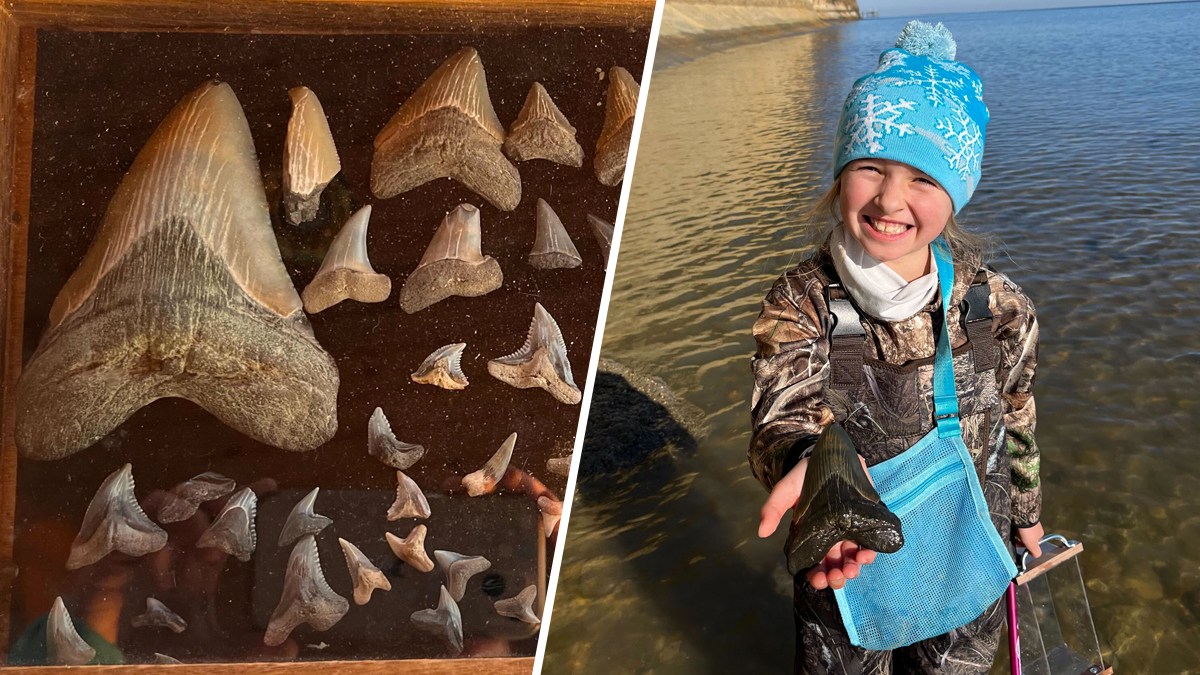 Photos: Maryland Girl Finds Giant Megalodon Tooth on Christmas – NBC 7 ...