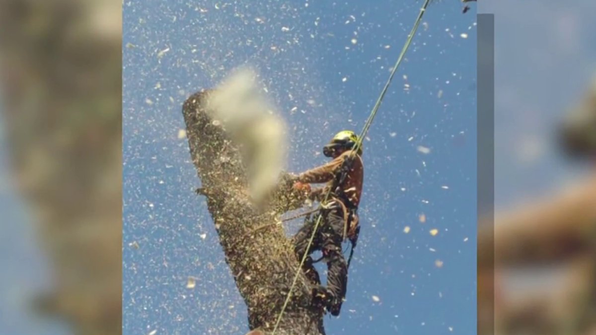 Family Honors Memory of Tree Trimmer Killed on the Job – NBC 7 San Diego