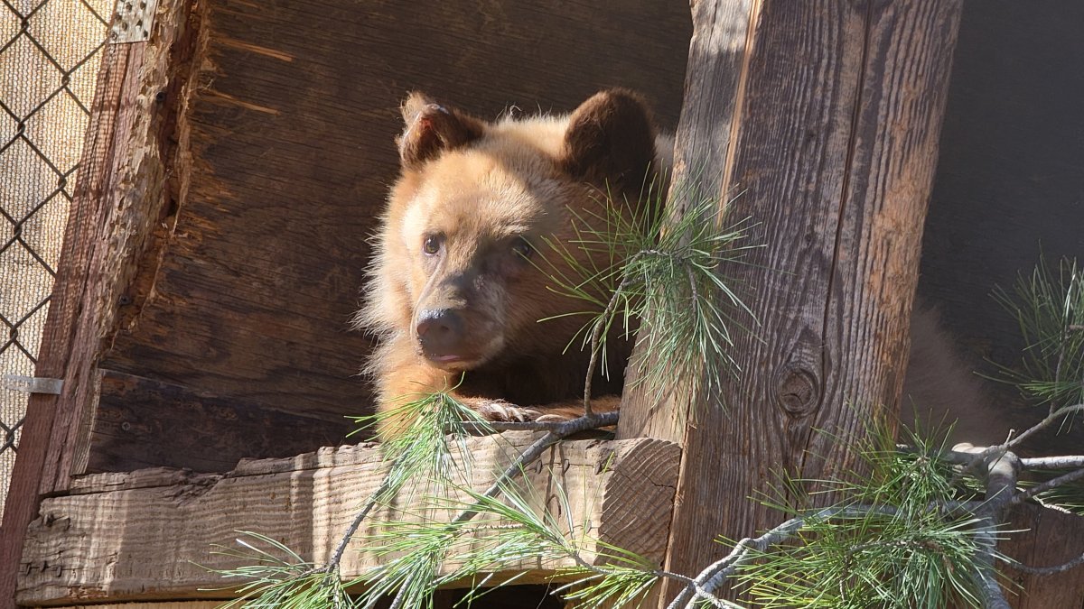 Bear Orphaned Possibly by Winter Storms Undergoes Care in San Diego ...