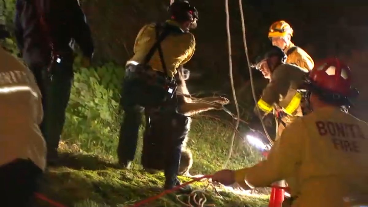 WATCH: Firefighters Rescue German Shepherd That Fell Down 30-Foot Hole ...