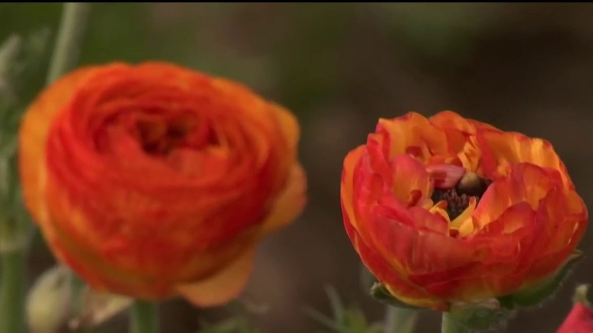 Flower Fields Open For Spring Season – NBC 7 San Diego