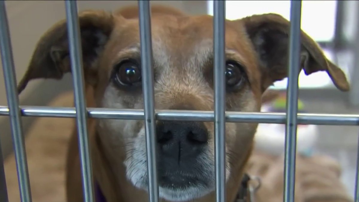 Project Dog Foster asks San Diegans for help with shelter dogs – NBC 7 ...