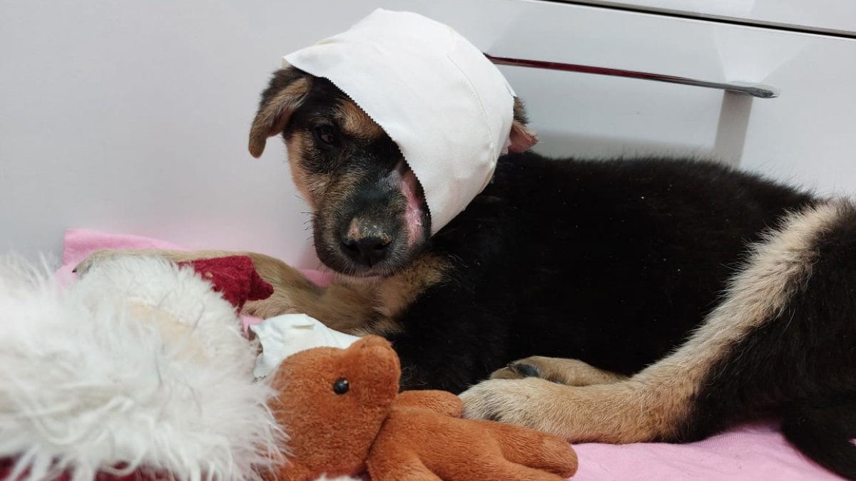 Dog From Iran Burned With Acid to Undergo Surgery at San Diego Animal ...