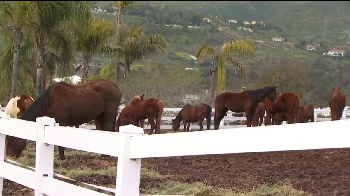 Signs of Horse Neglect in Rancho Santa Fe Prompt Investigation – NBC 7 ...