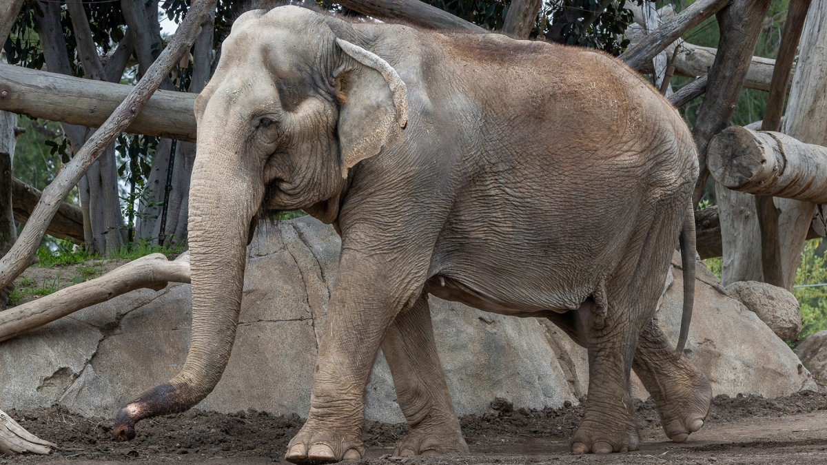 San Diego Zoo Announces Death of 59-Year-Old Elephant Following Ailing ...