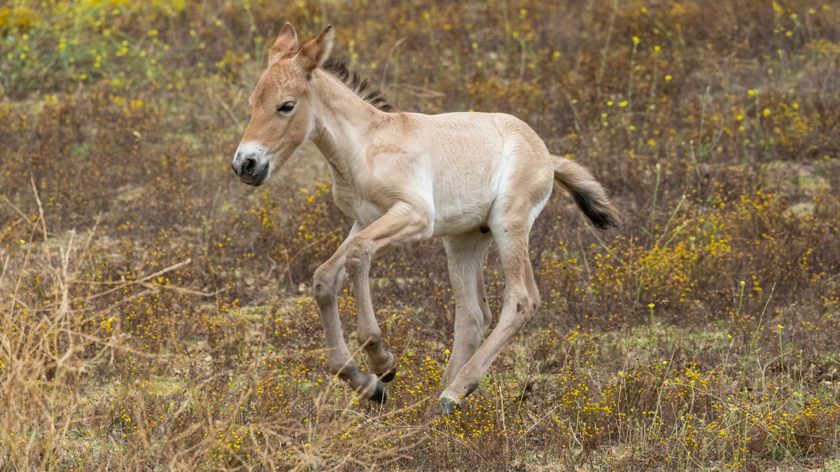 San Diego Zoo Safari Park welcomes birth of critically endangered pony ... San Diego Zoo Safari Park welcomes birth of critically endangered pony ...