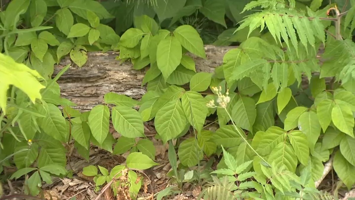 How to get rid of poison ivy – NBC 7 San Diego