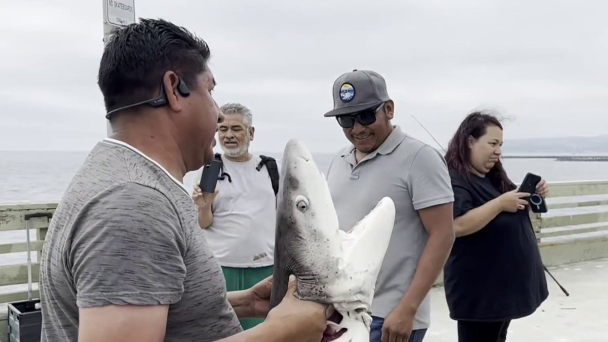 Man catches shark from OB Pier – NBC 7 San Diego