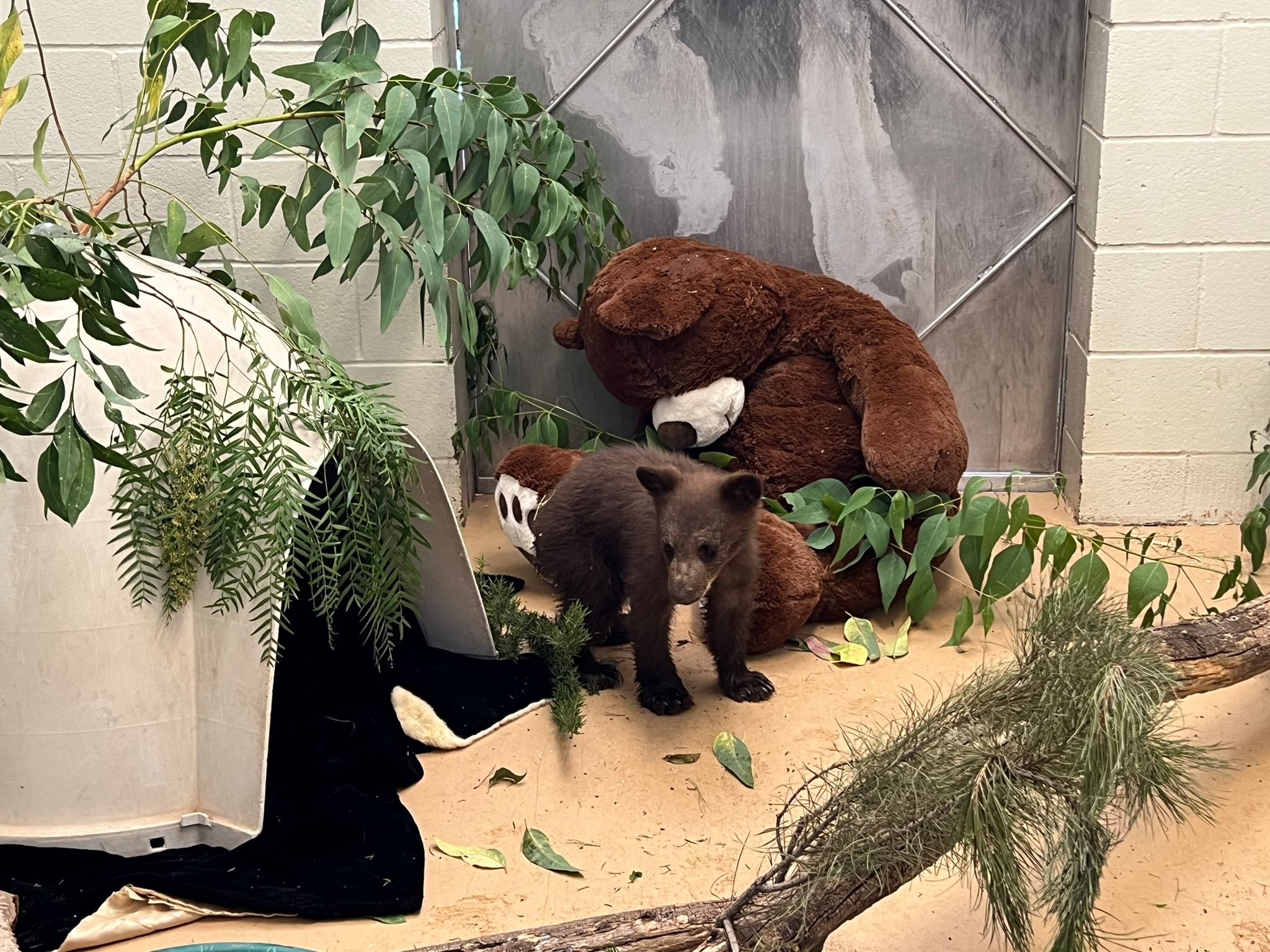 Black bear cub brothers reunite at Ramona Wildlife Center – NBC 7 San Diego