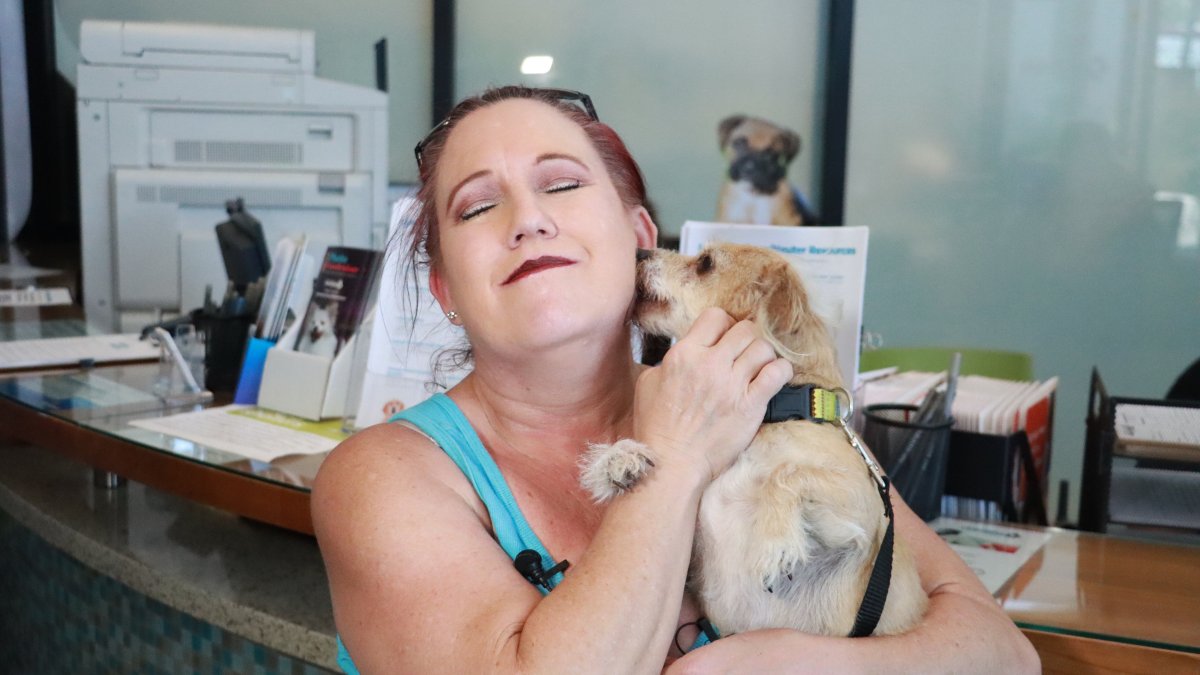 Dog reunites with his family in El Cajon after going missing in Las ...