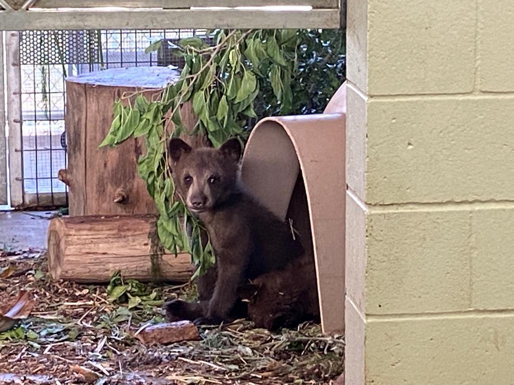 Black bear cub brothers reunite at Ramona Wildlife Center – NBC 7 San Diego