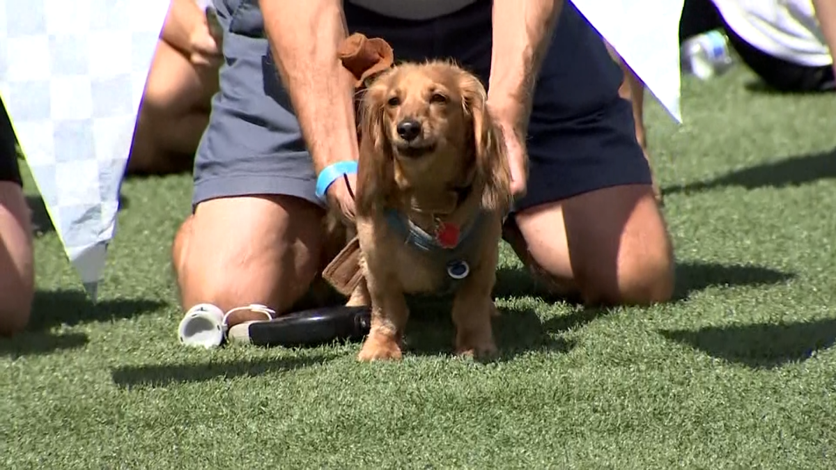 Pups race to the finish line in Chicago Dachshund Derby – NBC 7 San Diego