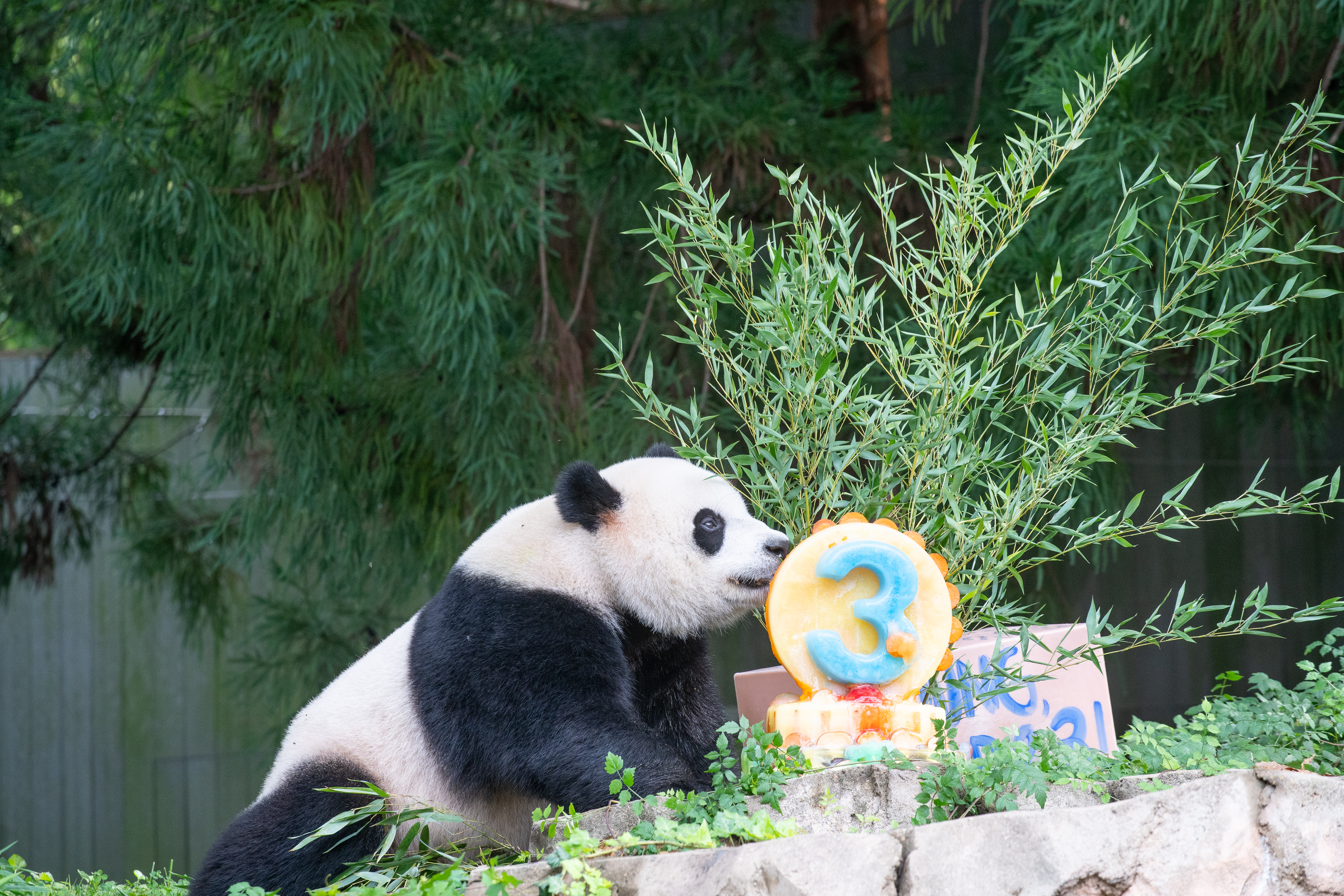 Panda-less San Diego feels National Zoo’s pain at impending departures ...