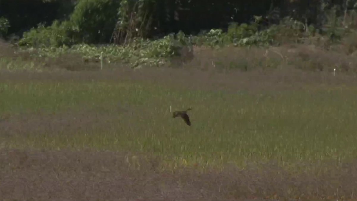 Endangered birds released into the wild – NBC 7 San Diego