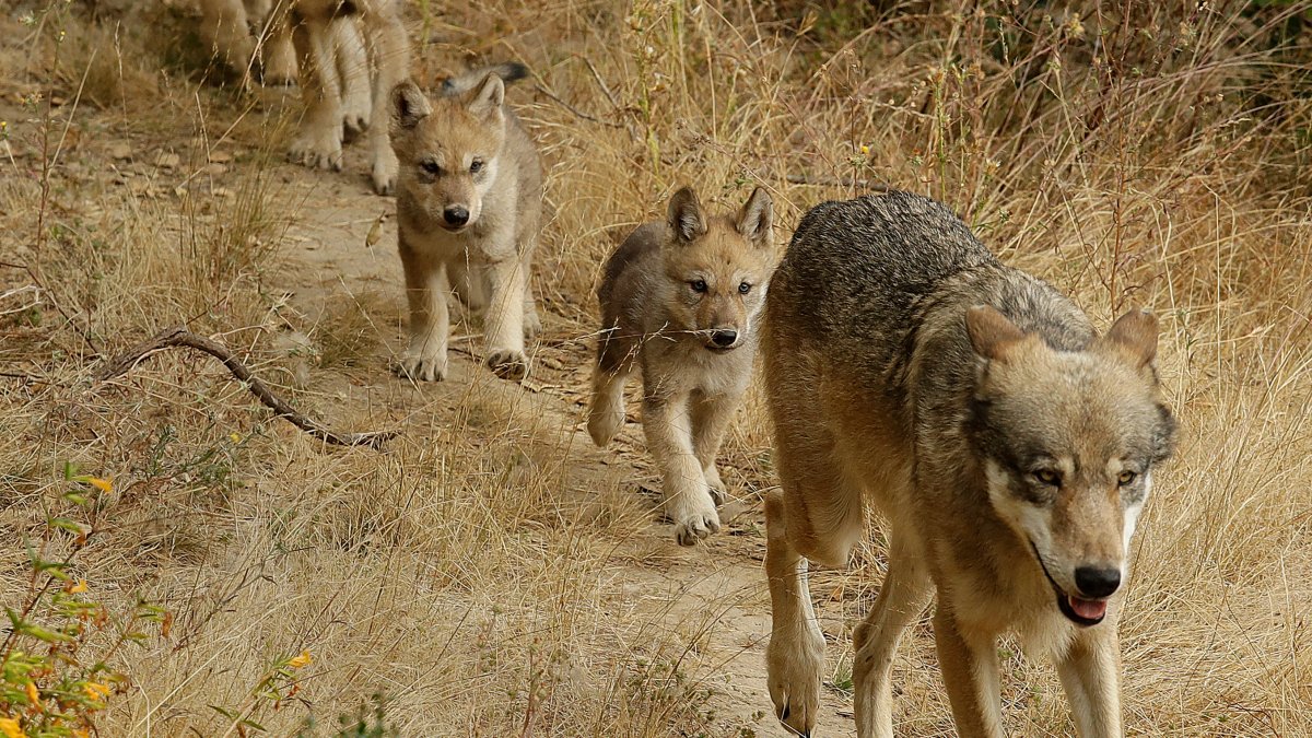 Researchers have identified a new pack of endangered gray wolves in ...