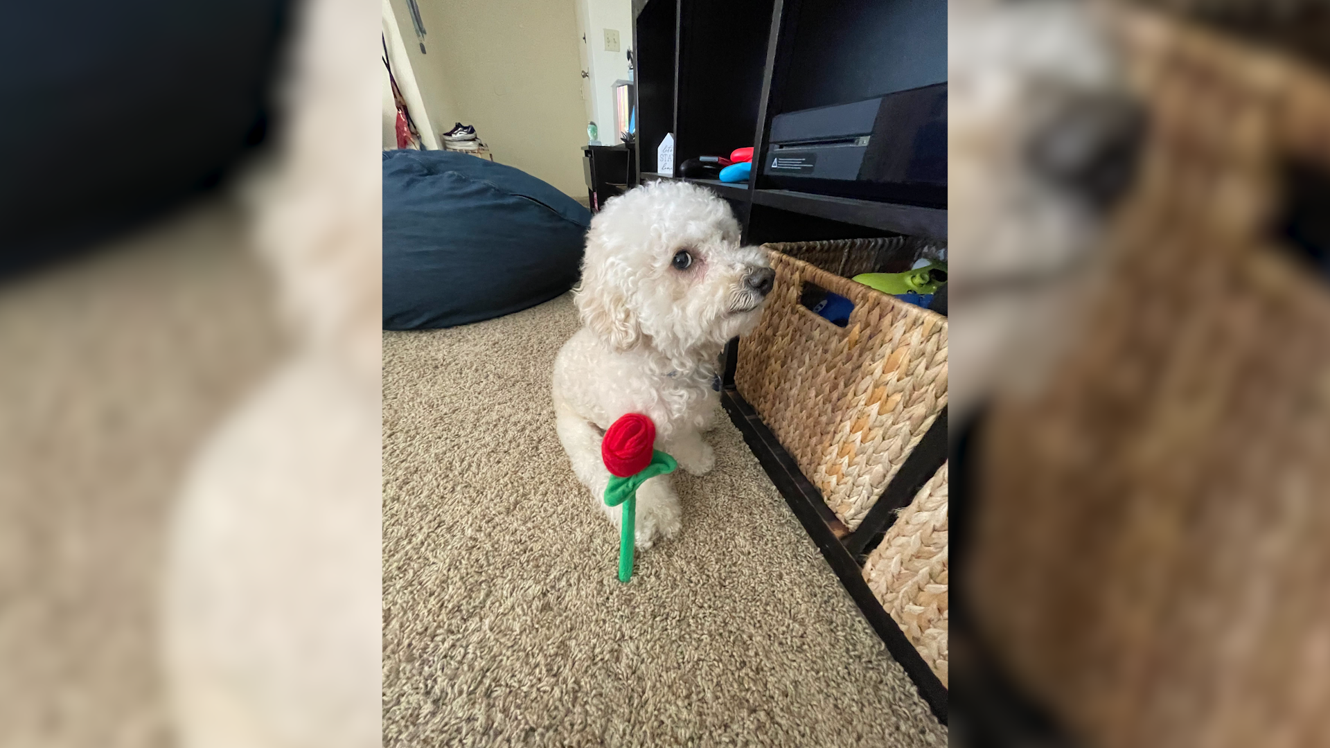 Clear the Shelters 2023: Meet the pets of NBC 7 and Telemundo 20 – NBC ...