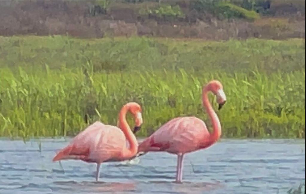 Did you know there are flamingos living in the wild in Coronado? – NBC ...
