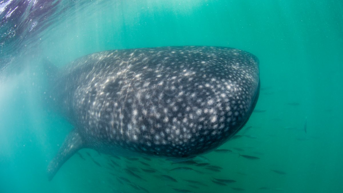 Rising ocean temperatures could threaten sharks, tuna and other ...