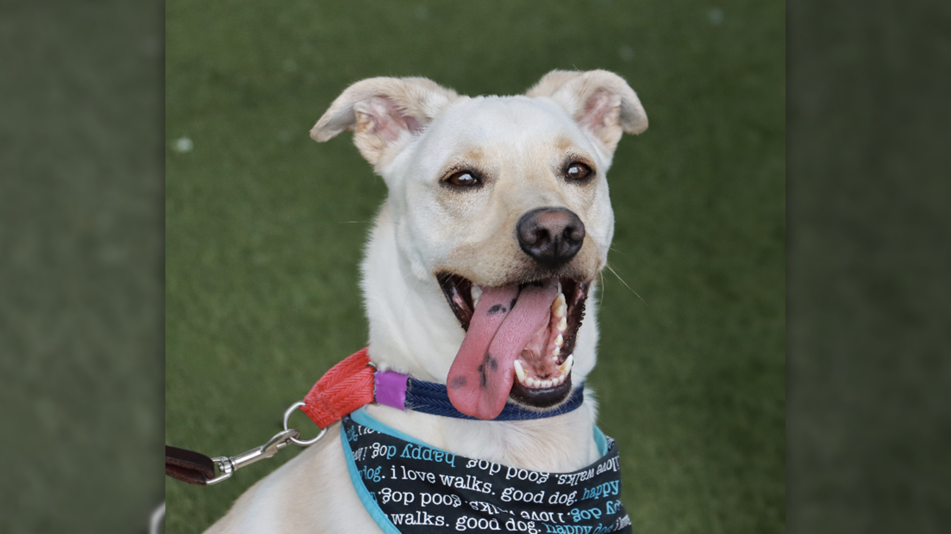 These pets have spent years in San Diego County area shelters – NBC 7 ...