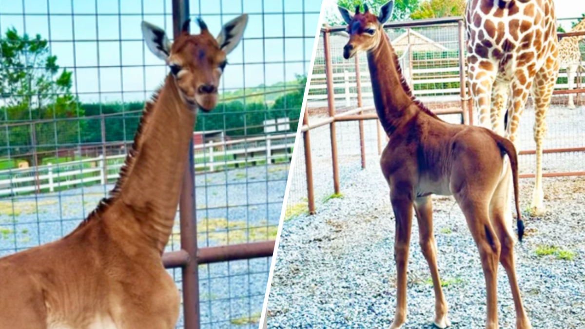 Giraffe with no spots born at Tennessee Zoo – NBC 7 San Diego