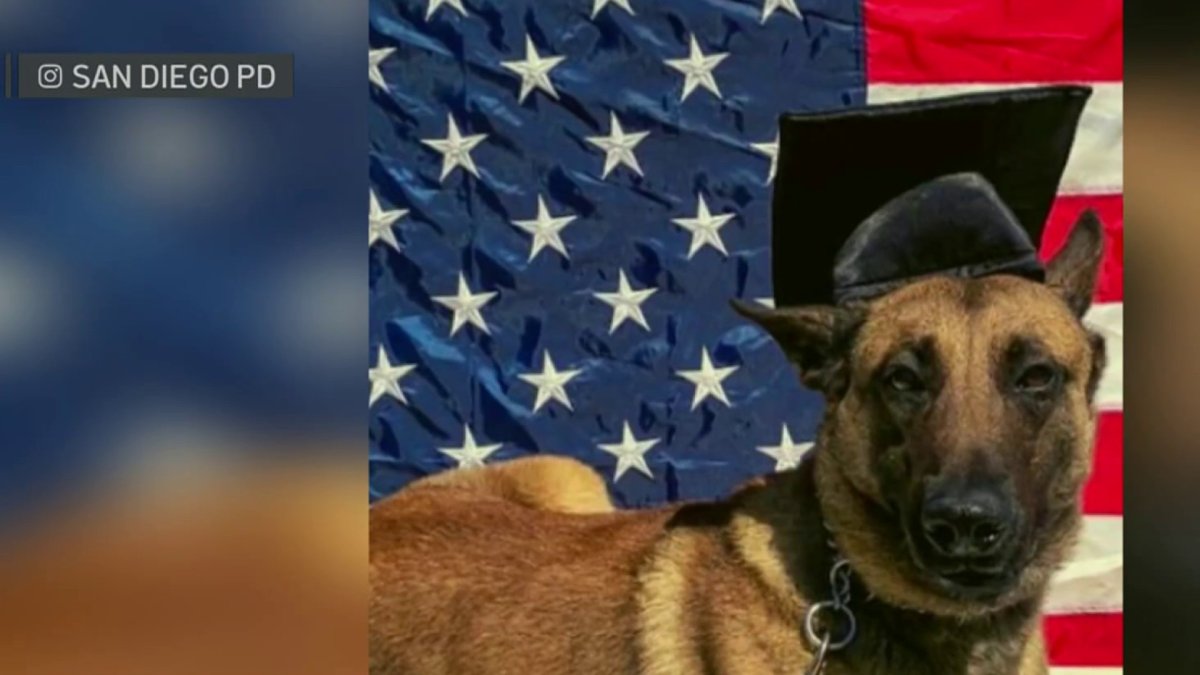 San Diego police hold memorial for fallen police dog – NBC 7 San Diego