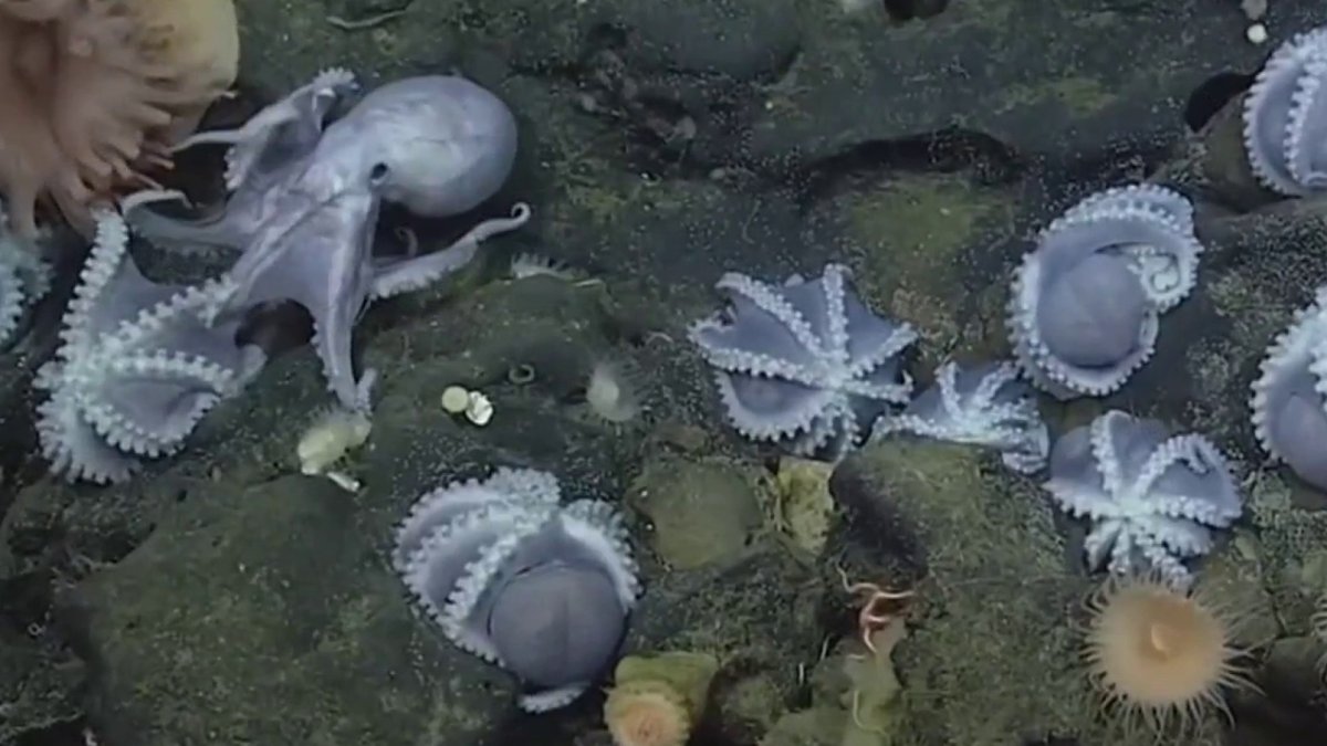 Octopus garden discovered off the Coast of Monterey – NBC 7 San Diego