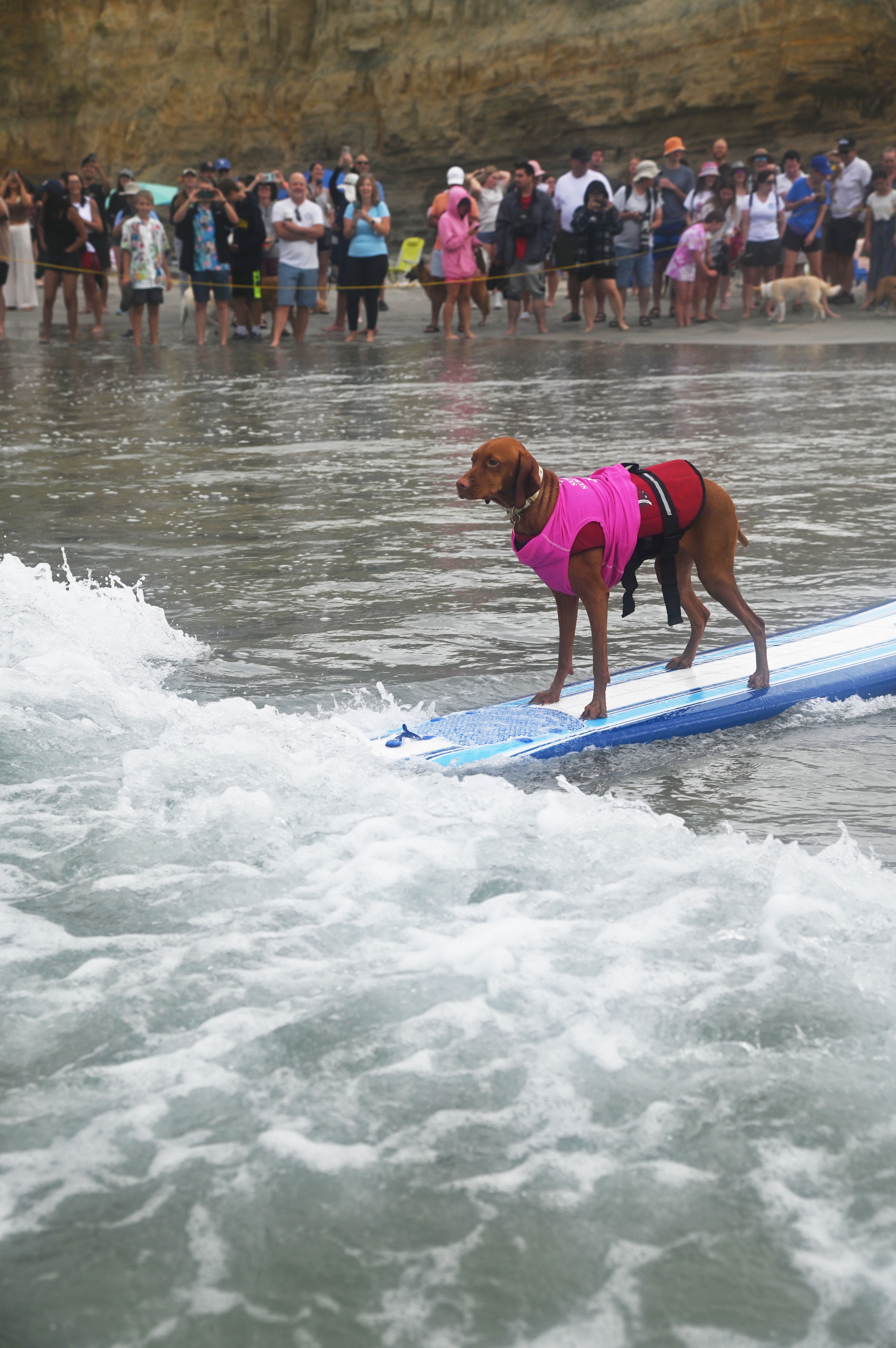 Photos: Dogs get tubular at 18th annual Surf Dog Surf-A-Thon in Del Mar ...
