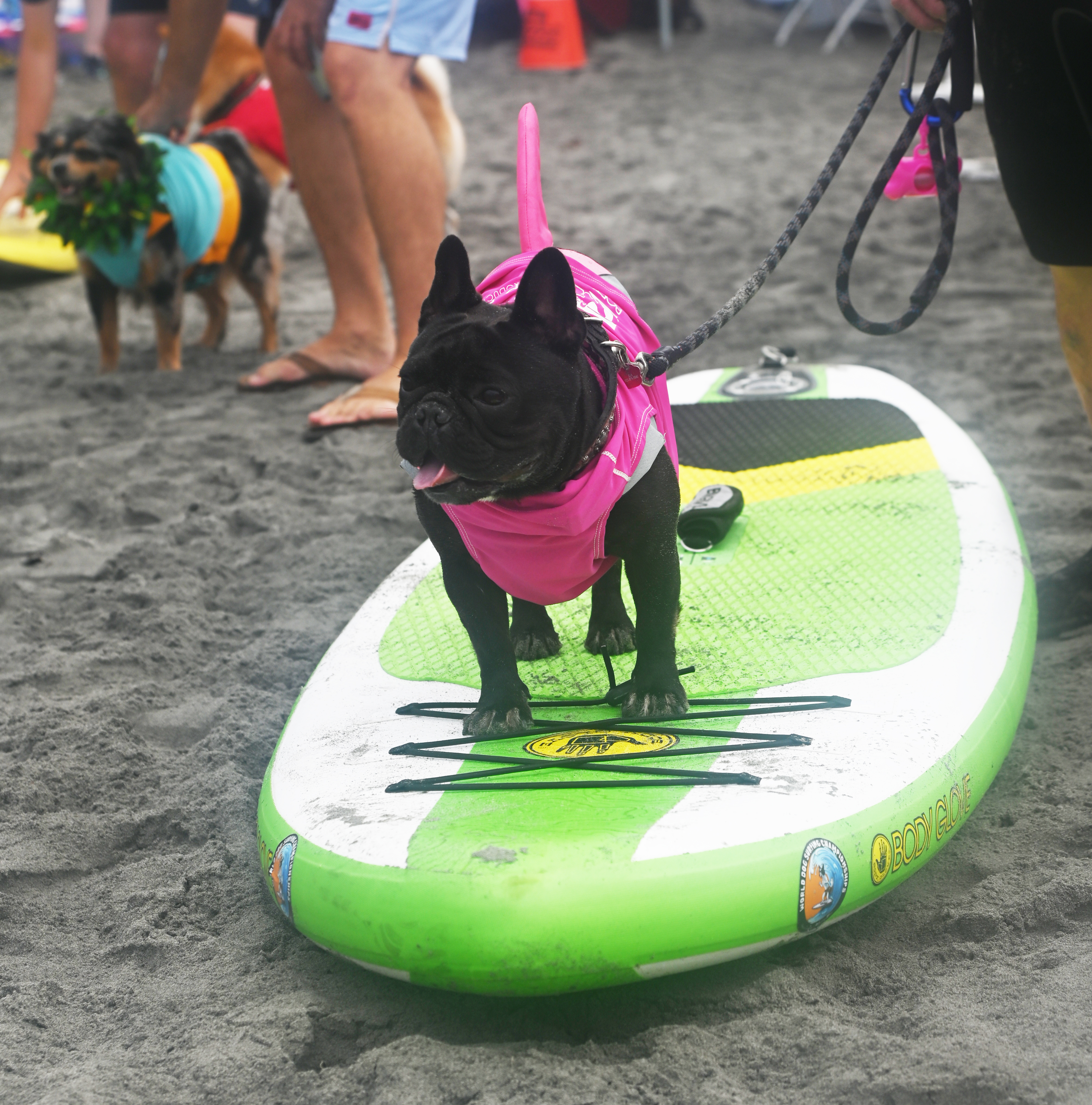 Photos: Dogs get tubular at 18th annual Surf Dog Surf-A-Thon in Del Mar ...