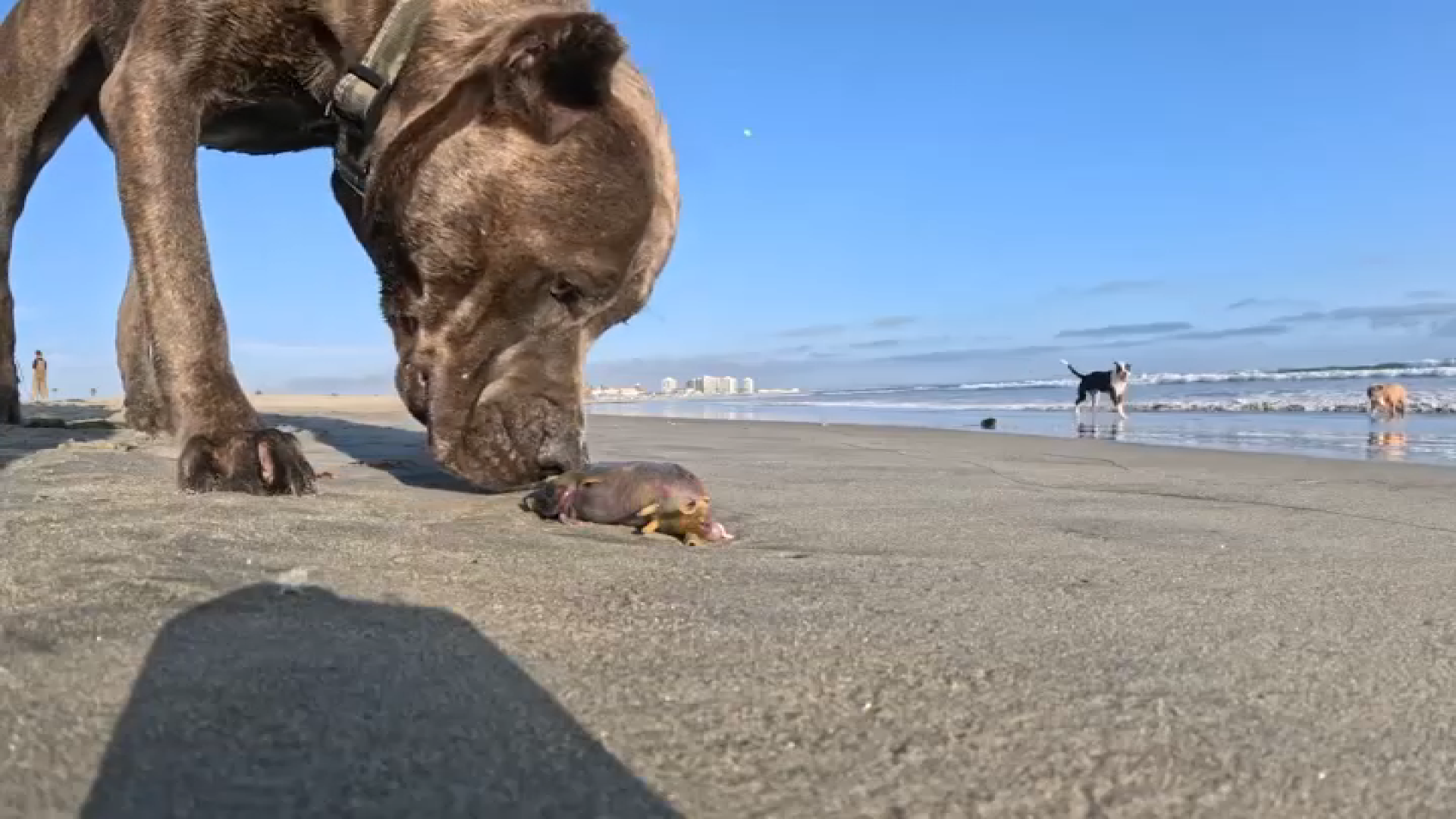 Dog Beaches San Diego County