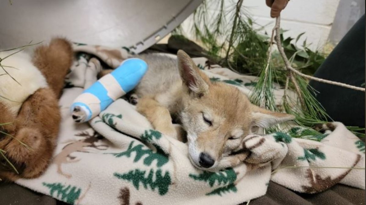 Coyote pup back romping in the wild after San Diego Humane Society ...