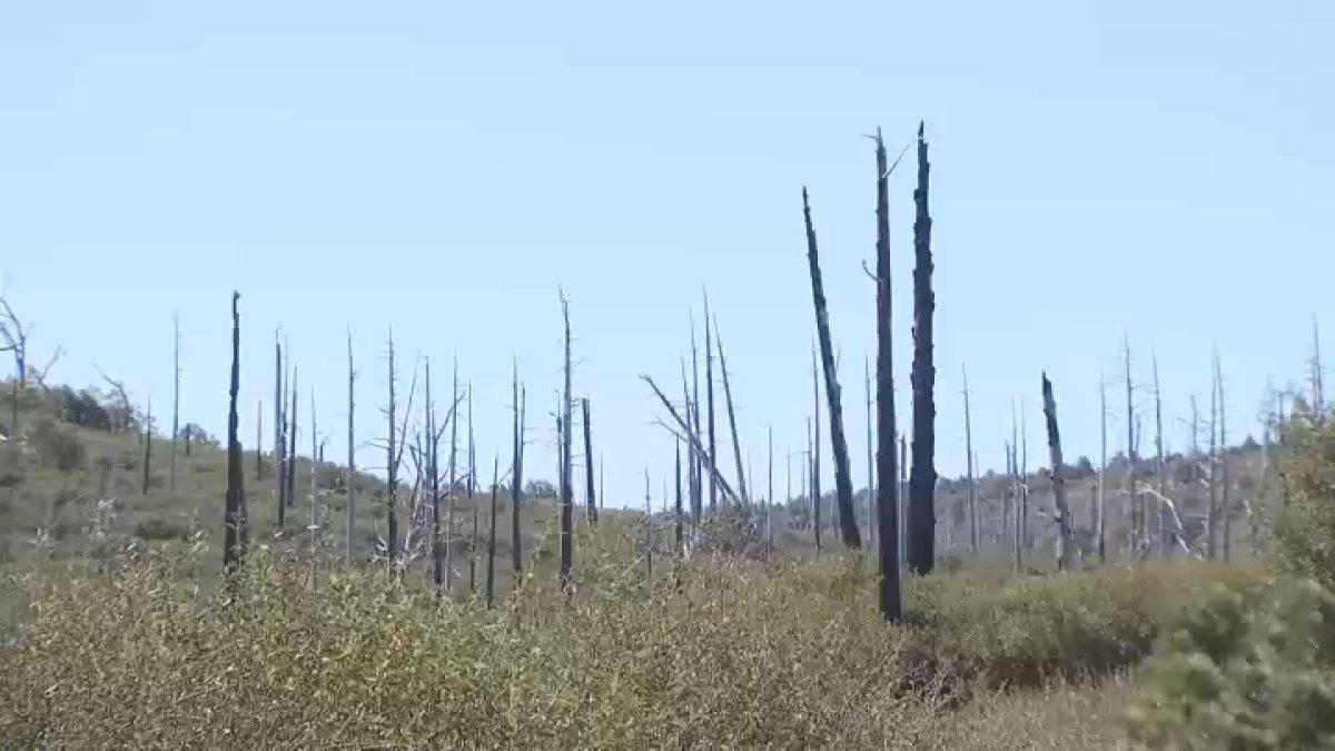Two decades after Cedar Fire, reforestation project shows promise in ...