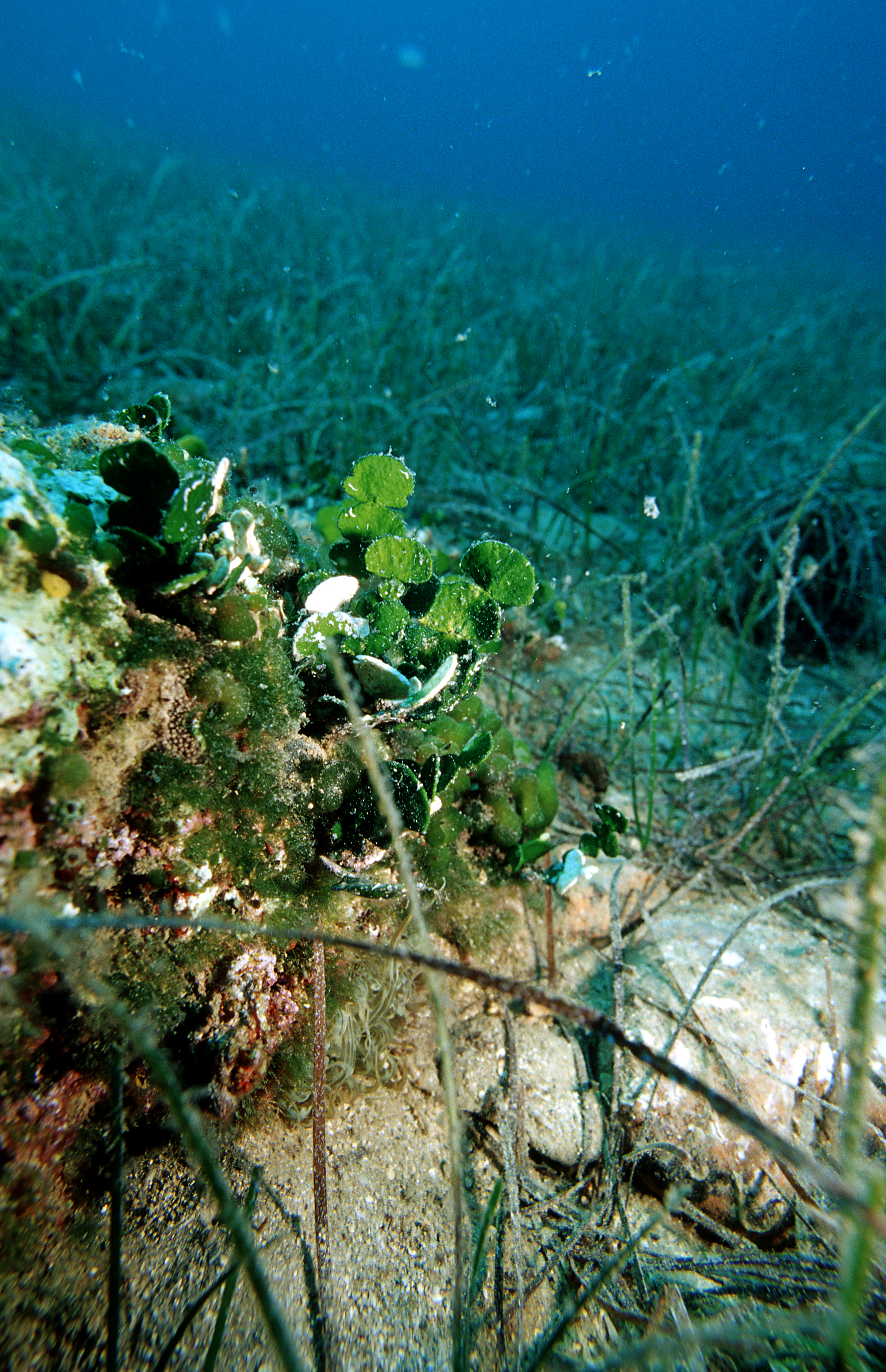 Fighting non-native seaweed in Coronado Cays costs Port of San Diego ...