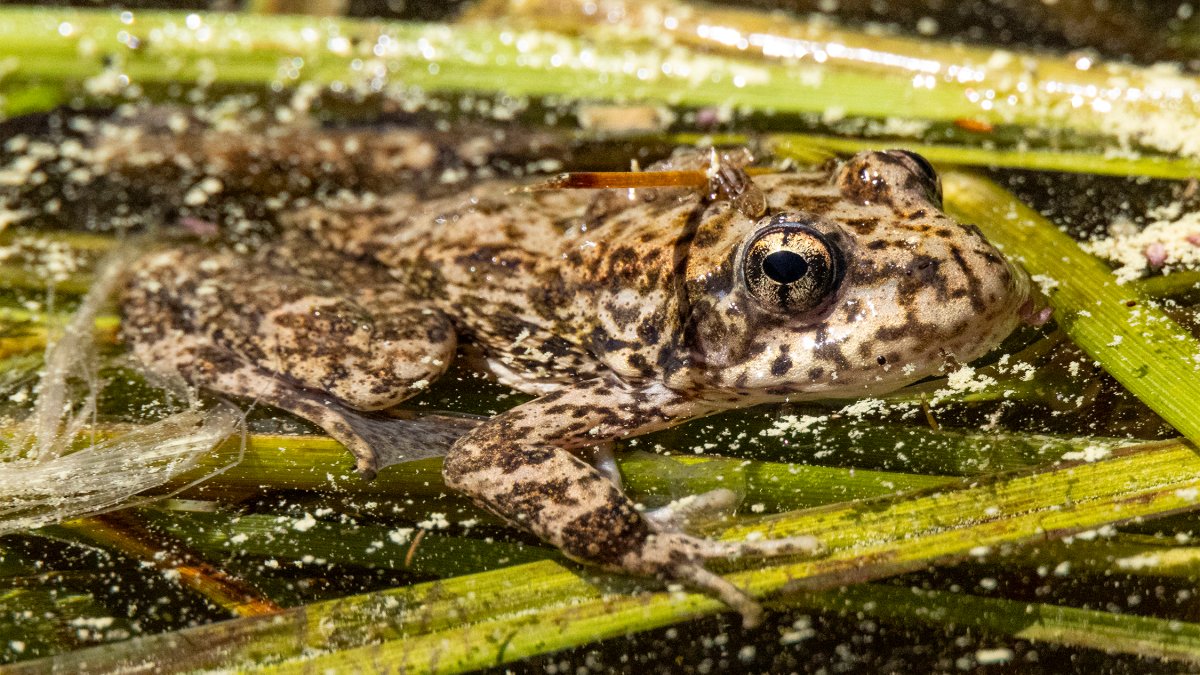 San Diego Zoo scientists release endangered frogs into San Bernardino ...