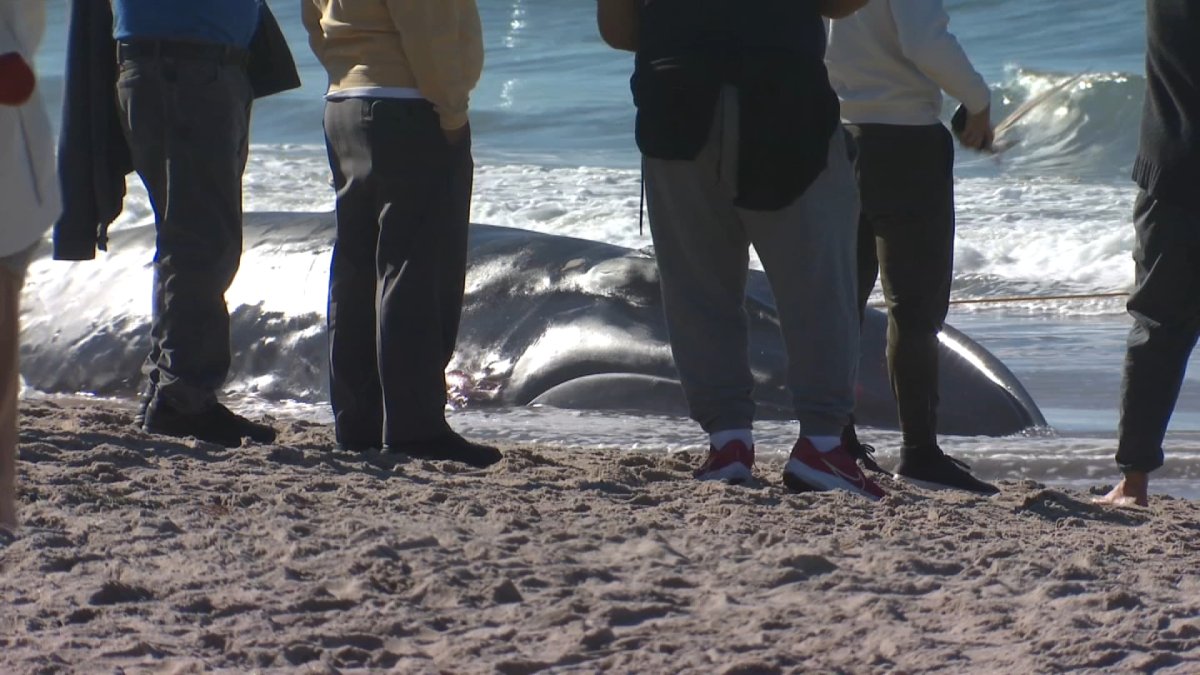52-ft. whale washes ashore on Pacific Beach in San Diego; NOAA researchers investigating – NBC 7 ...