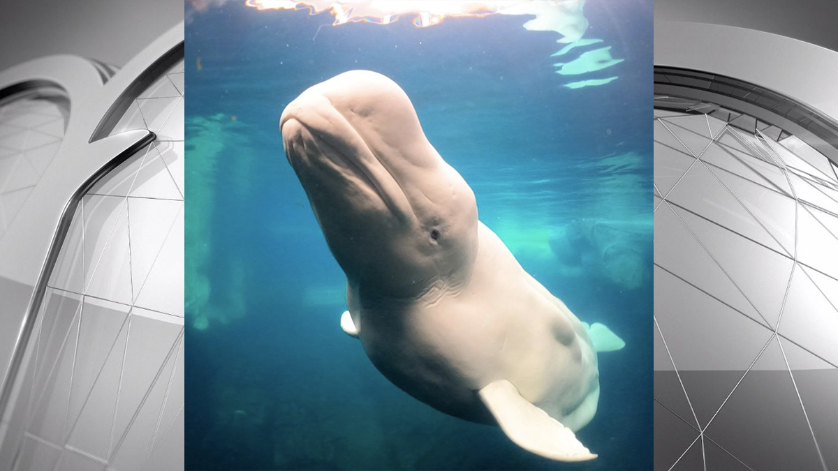 SeaWorld’s beloved beluga whale, Ferdinand, dead at about 53 – NBC 7 ...