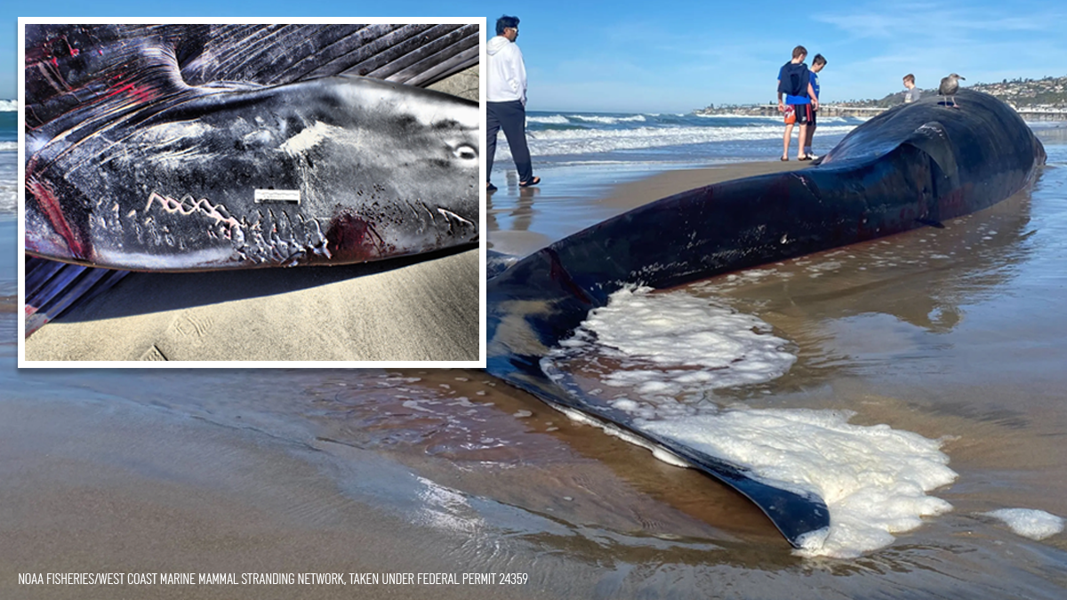 Beached whale in Pacific Beach may have died from orca bites: NOAA ...