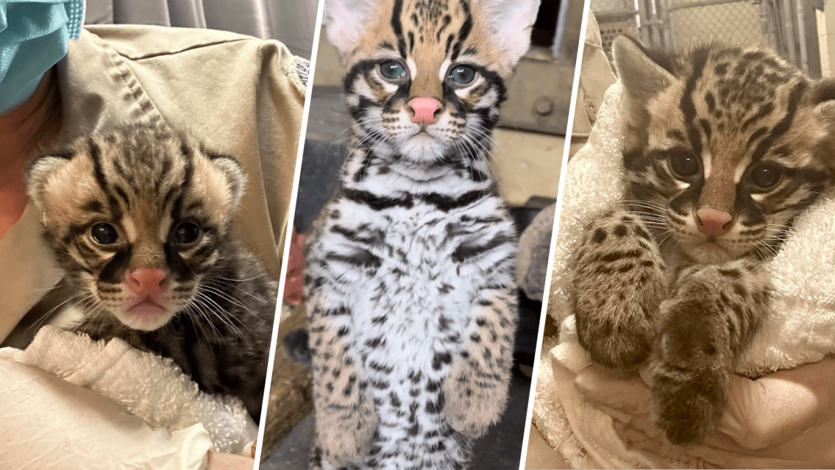 LA Zoo shares images of its adorable ocelot kitten – NBC 7 San Diego
