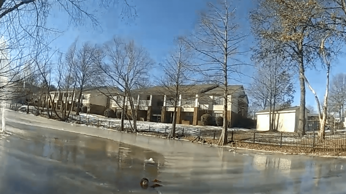 Watch: Arkansas police officer rescues child from frozen pond – NBC 7 ...