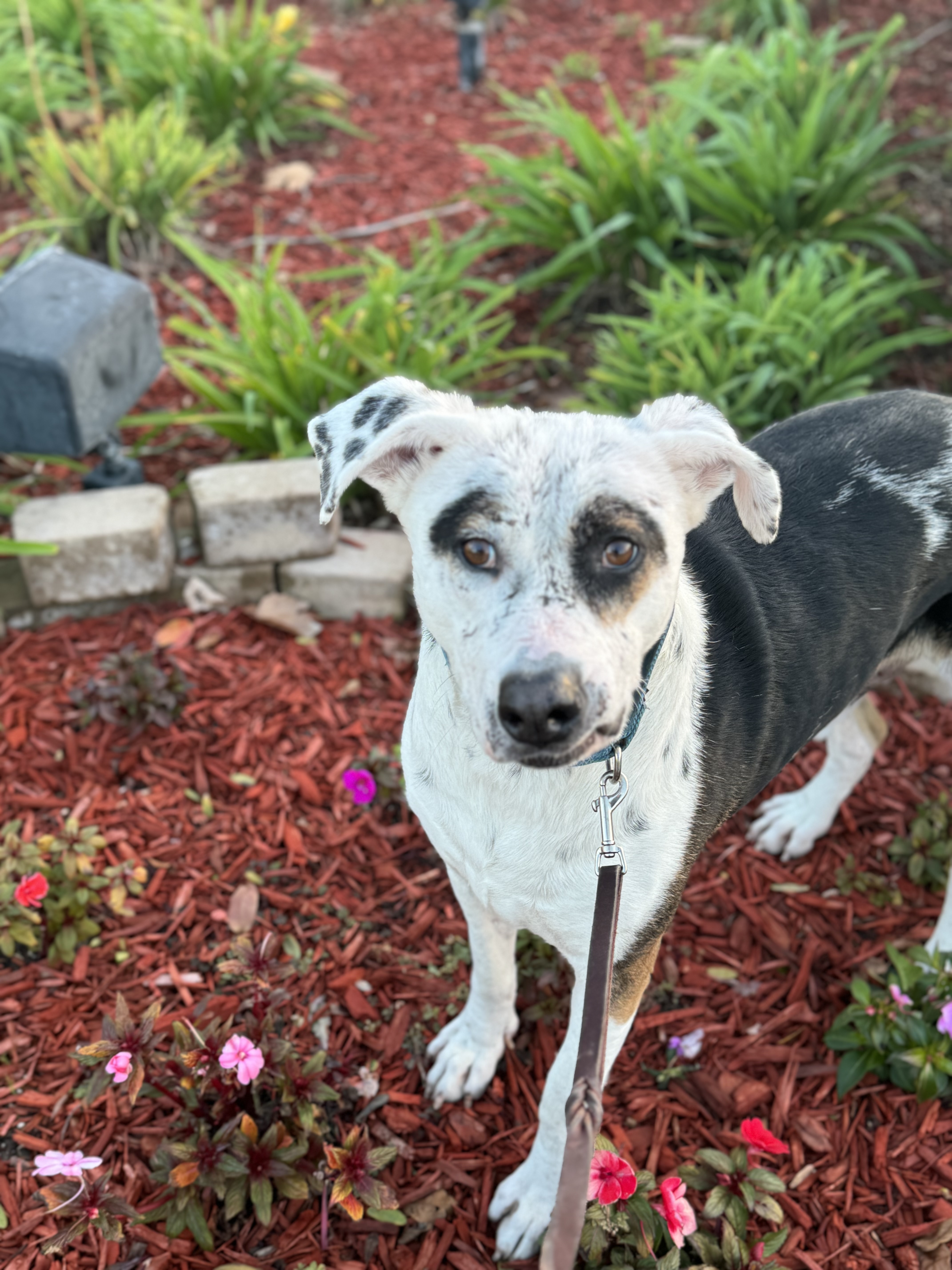 Has the impossible happened? Are there too many dogs in San Diego ...