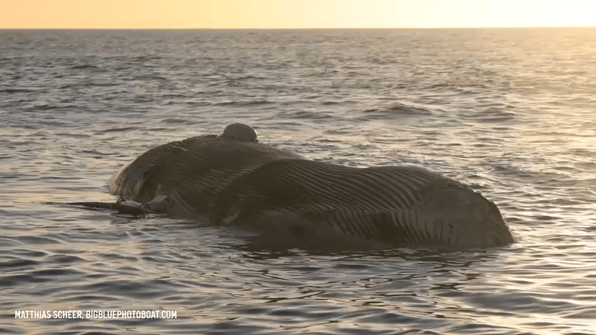 Whale that washed ashore in San Diego is likely still floating at sea – NBC 7 San Diego