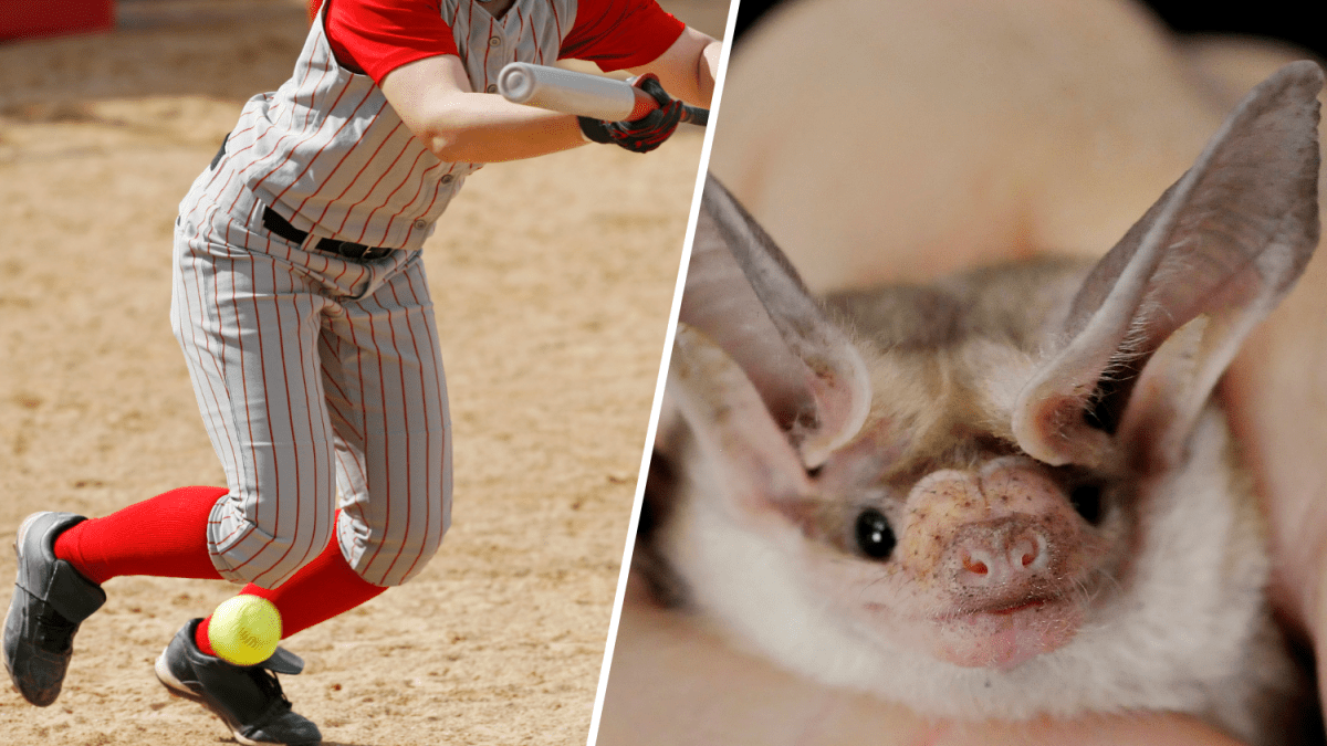 Softball Bats or Pallid Bats? Conservationists sue over Alpine sports ...