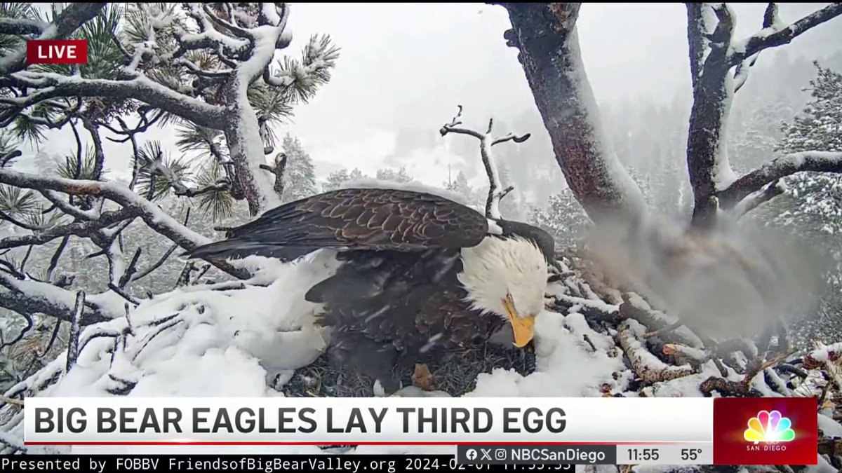 Watch world-famous Big Bear eagle lay third egg as she emerges from the ...
