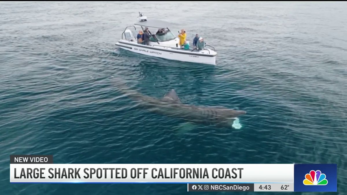 Basking sharks spotted off California coast near Santa Cruz Island ...