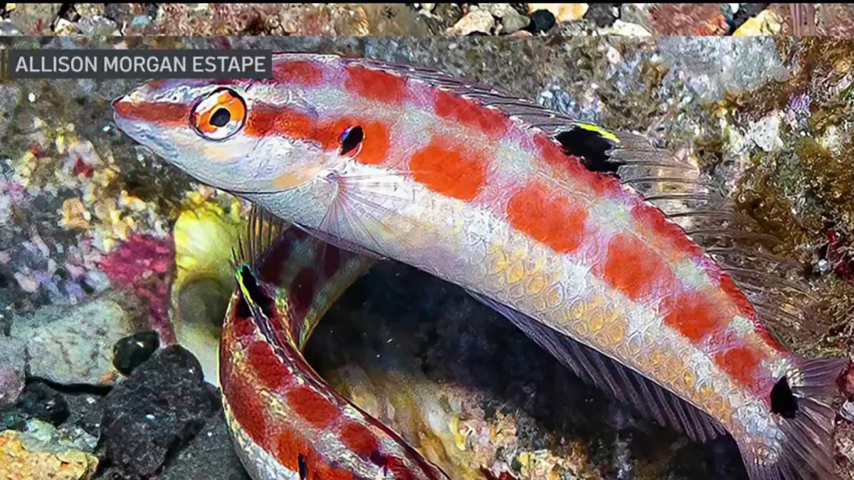 New species of fish discovered south of Baja California Peninsula – NBC ...