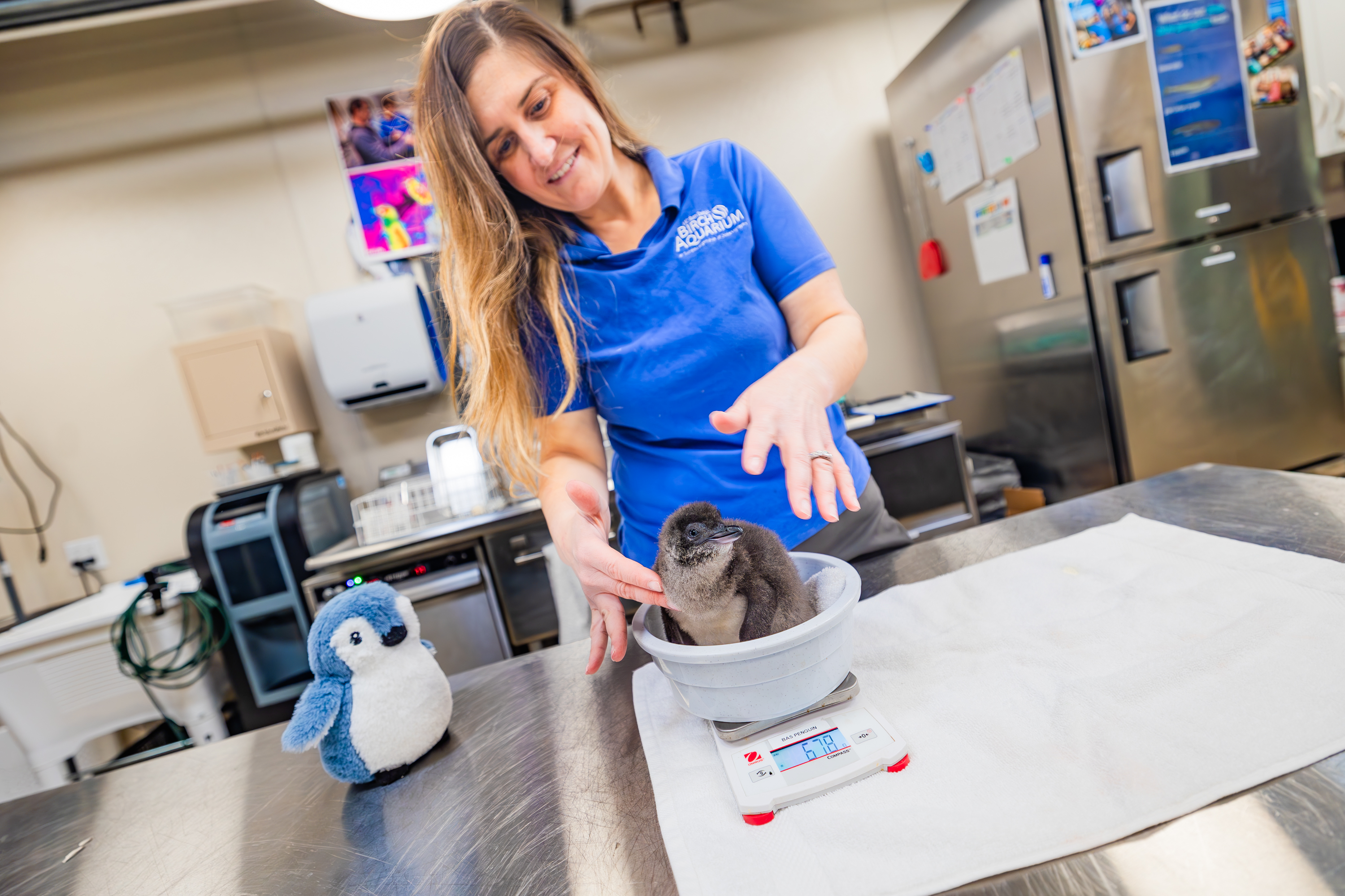 Birch Aquarium welcomes West Coast’s first Little Blue Penguin chick ...