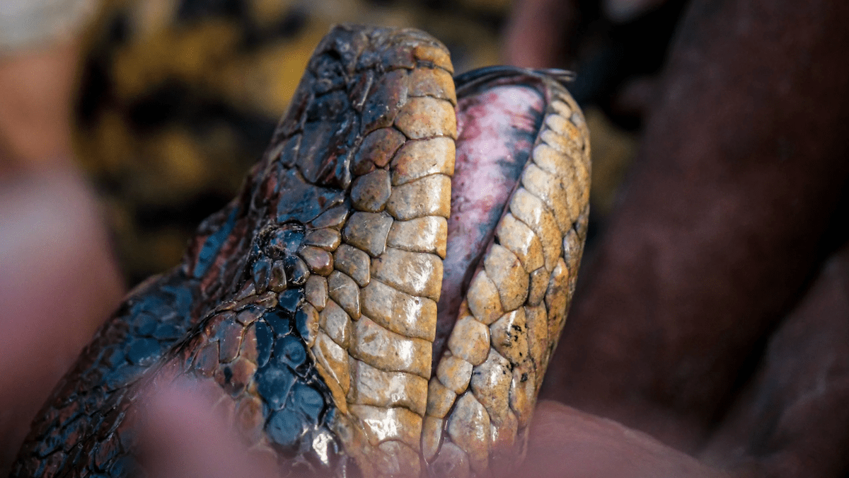 New anaconda species discovered in the Amazon while filming Nat Geo ...